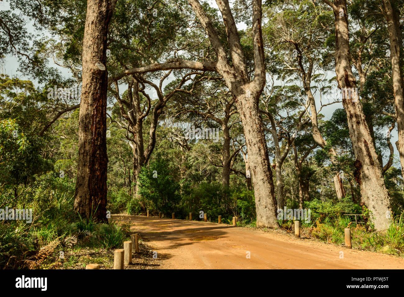 Valley of the Giants Tree Top Walk, Denmark, Nornalup, south coast, WA ...
