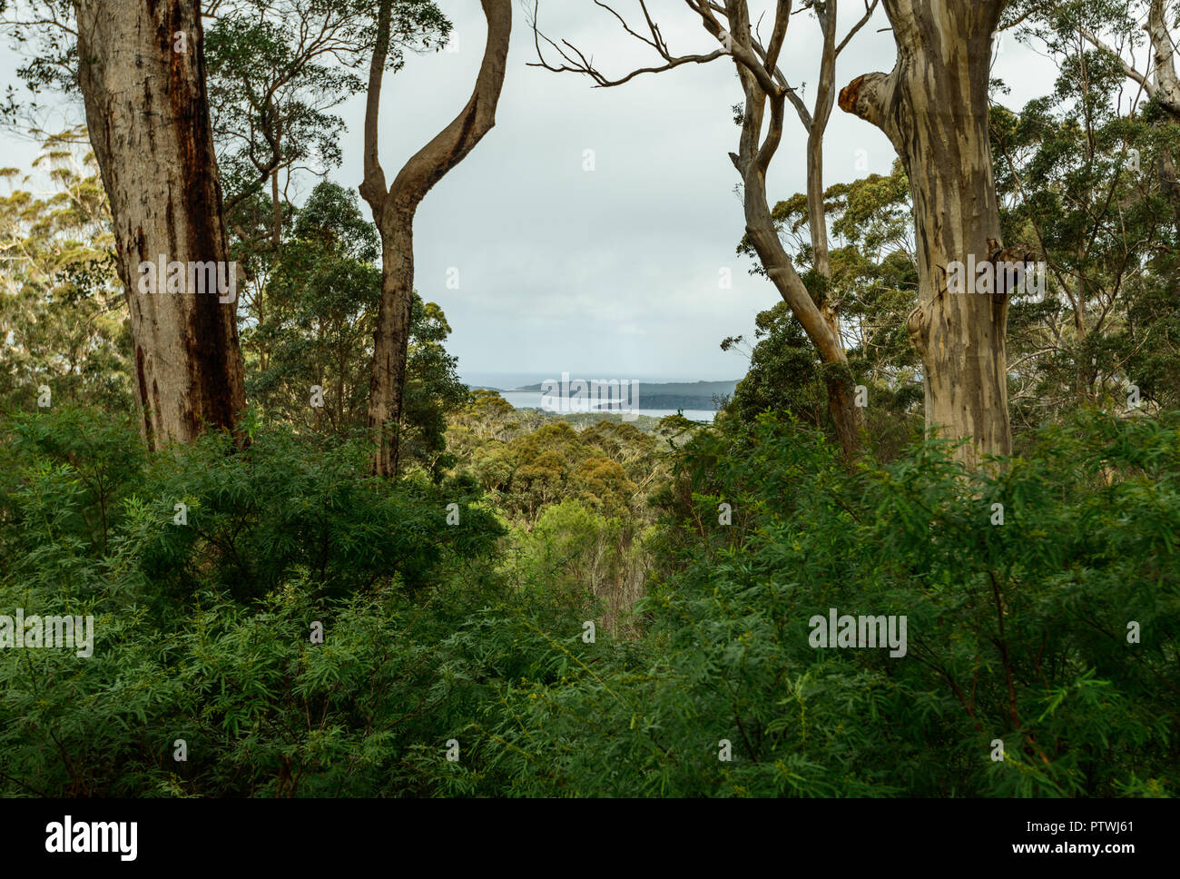 Valley of the Giants Tree Top Walk, Denmark, Nornalup, south coast, WA ...
