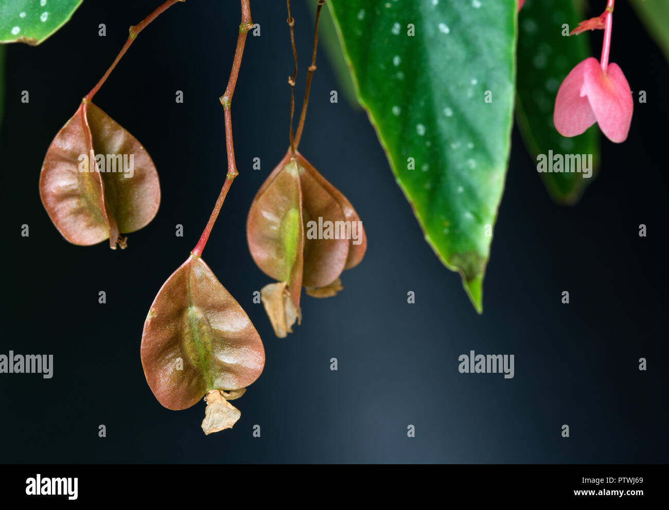 Flowers of Begonia tamaya Stock Photo - Alamy