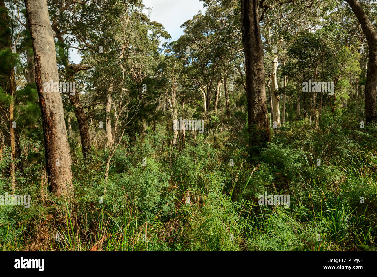 Valley of the Giants Tree Top Walk, Denmark, Nornalup, south coast, WA ...