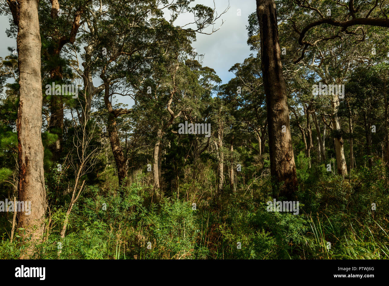 Valley of the Giants Tree Top Walk, Denmark, Nornalup, south coast, WA ...