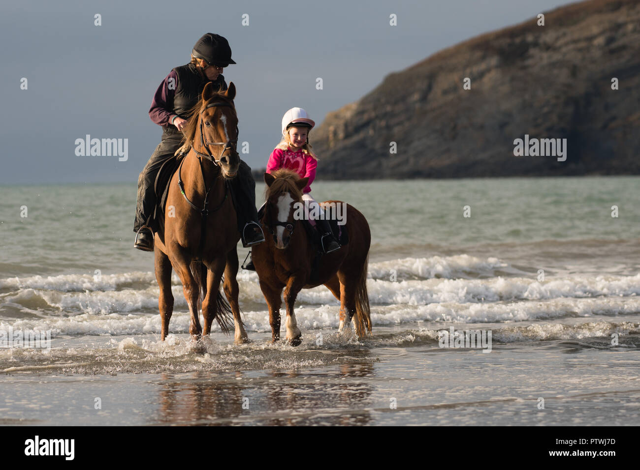 Two welsh pony horses hi-res stock photography and images - Alamy