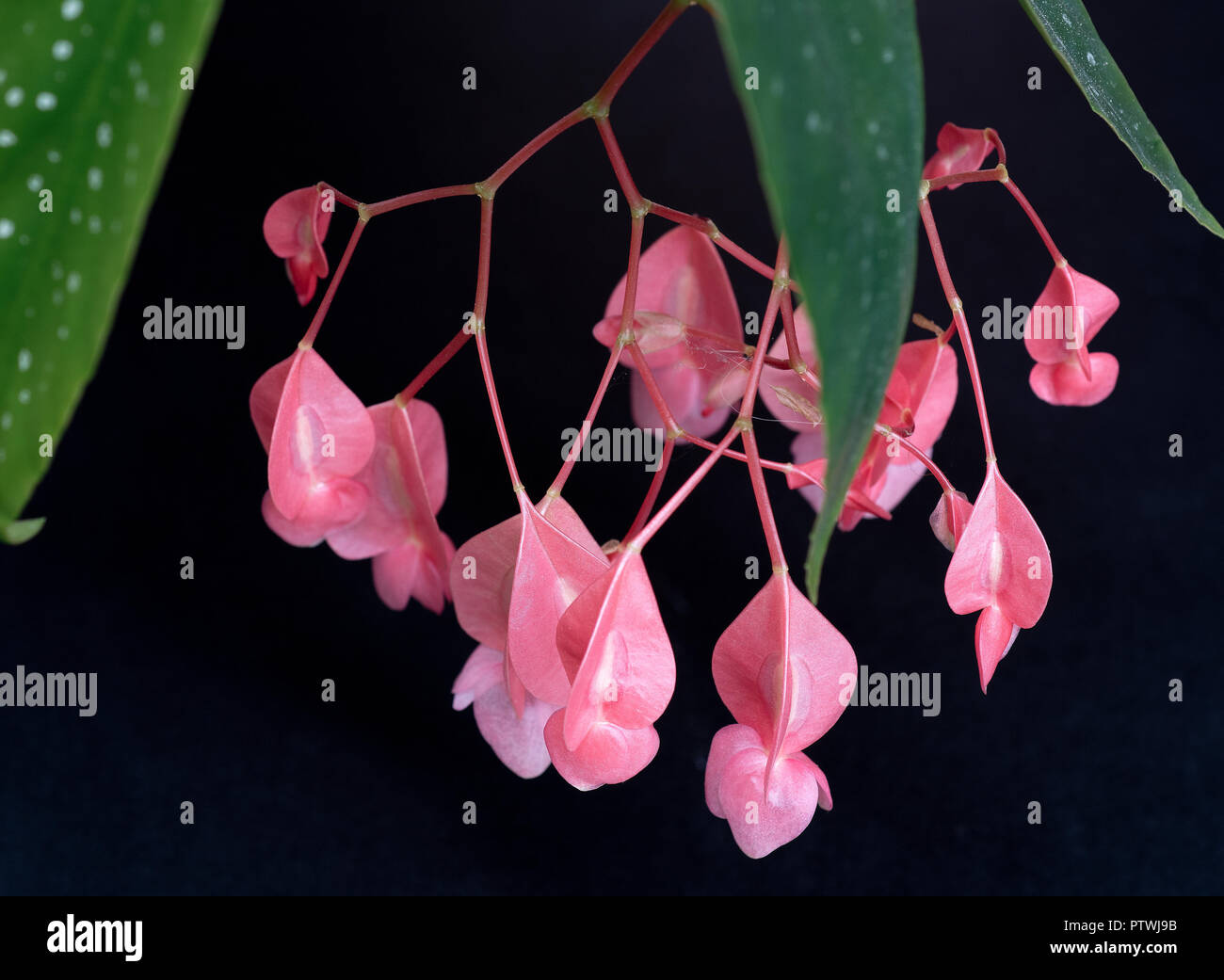 Flowers of Begonia tamaya Stock Photo - Alamy