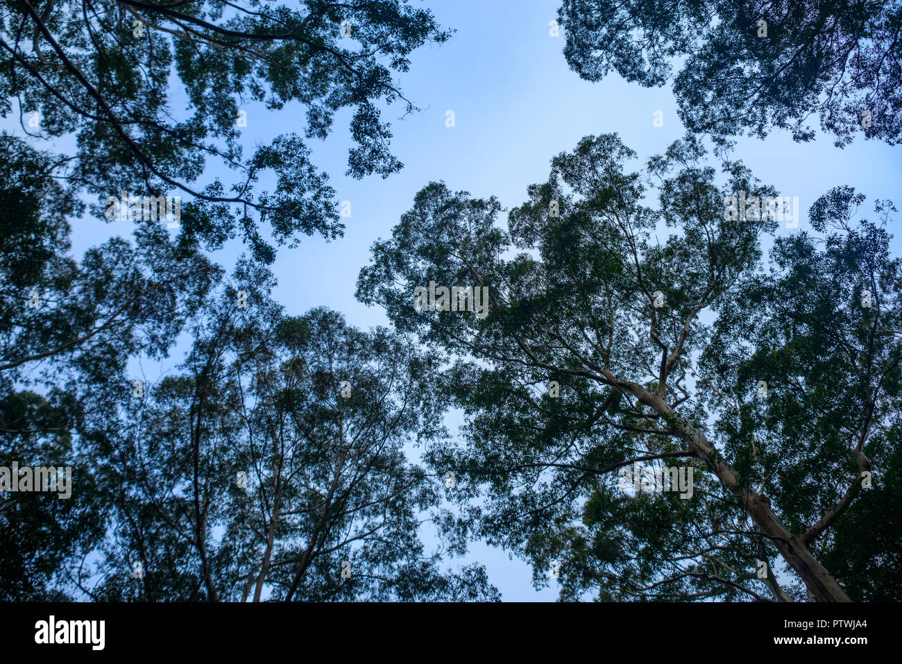 Gloucester tree climb pemberton australia hi-res stock photography and ...