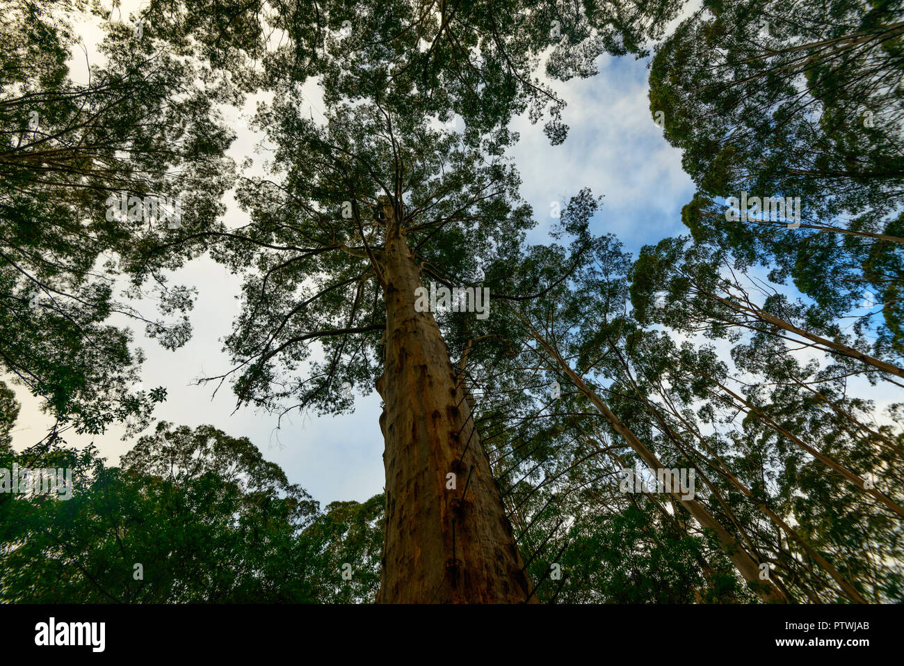 Pemberton climbing tree hi-res stock photography and images - Alamy