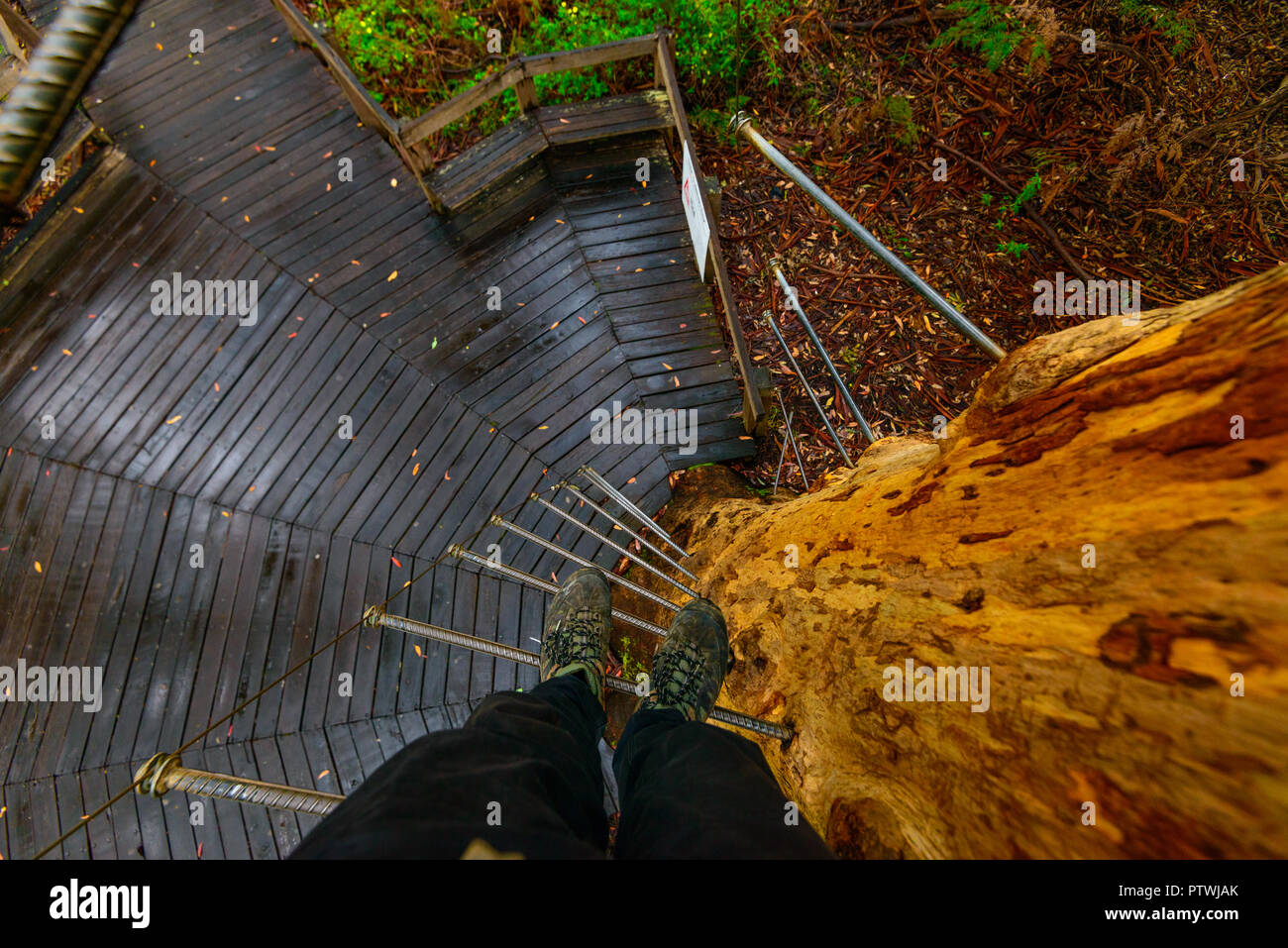 climbing the ladder of Gloucester Tree, climbing, Bruma rd, Pemberton ...