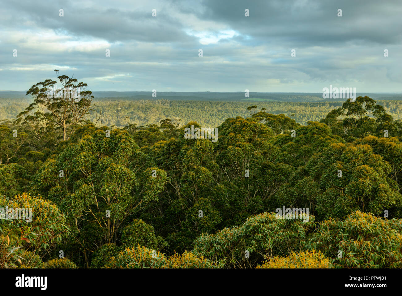 Gloucester tree western australia hi-res stock photography and images ...