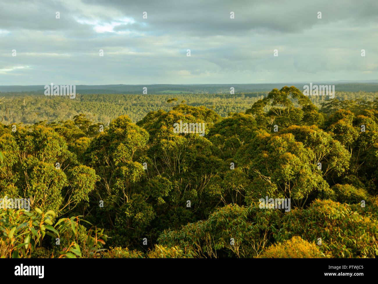 Gloucester tree western australia hi-res stock photography and images ...