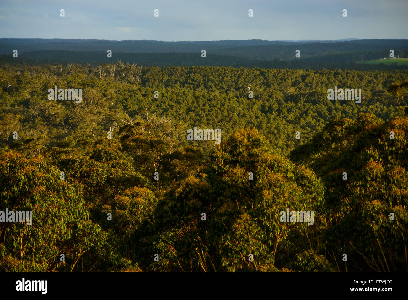 Pemberton climbing tree hi-res stock photography and images - Alamy