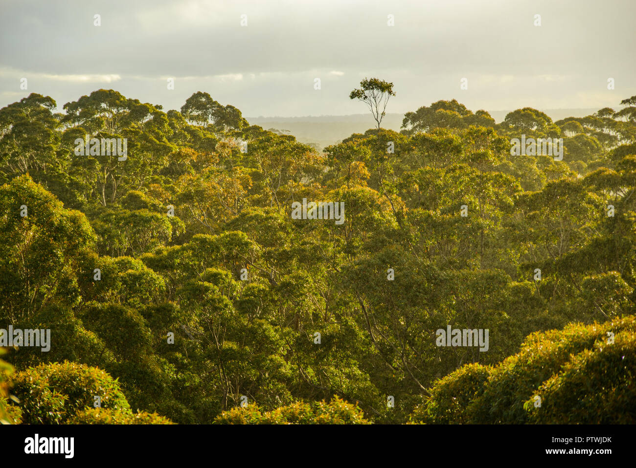 View from Gloucester Tree, climbing, Bruma rd, Pemberton WA, Western ...