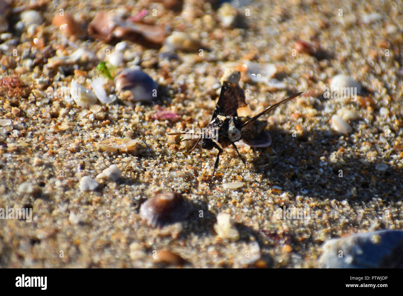 Hummingbird Moth (macroglossum sp.) Emerged From Wet Beach Sand ...
