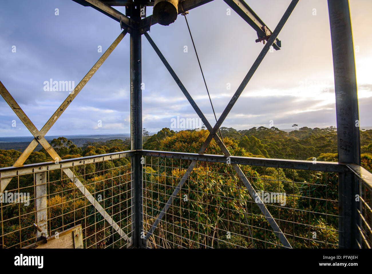 tree house of Gloucester Tree, climbing, Bruma rd, Pemberton WA ...
