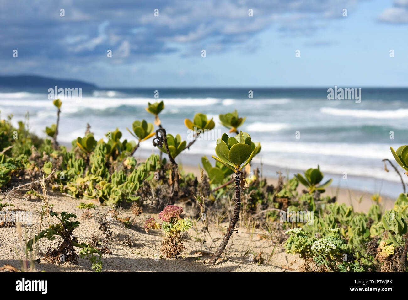 Tropical beach plants hi-res stock photography and images - Alamy