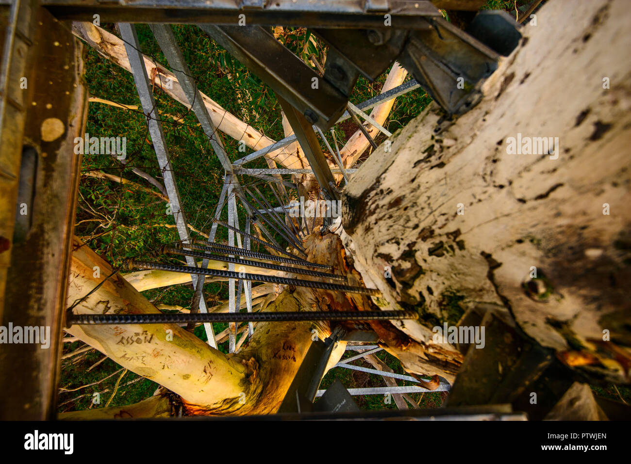 Climbing the ladder of Gloucester Tree, climbing, Bruma rd, Pemberton ...