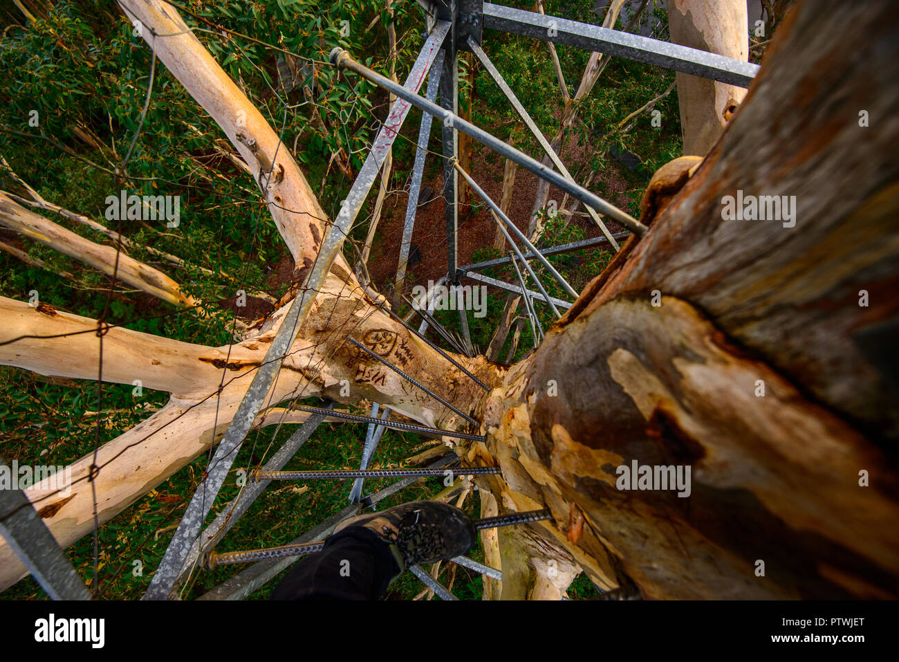 Climbing the ladder of Gloucester Tree, climbing, Bruma rd, Pemberton ...