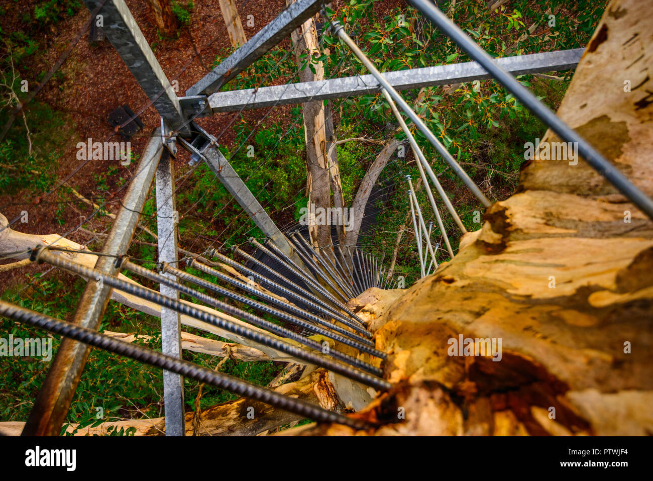Climbing the ladder of Gloucester Tree, climbing, Bruma rd, Pemberton ...