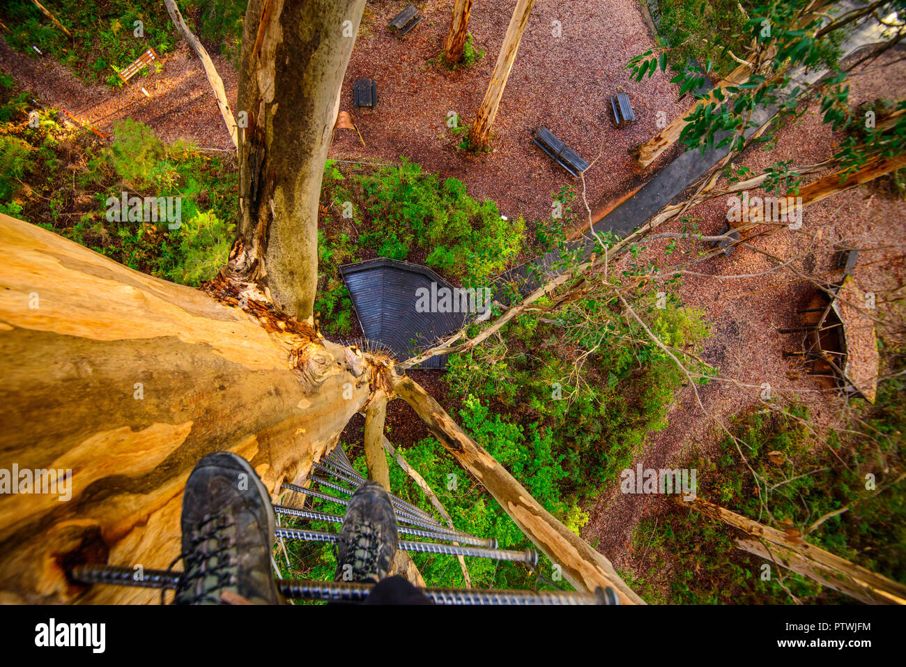 Climbing the ladder of Gloucester Tree, climbing, Bruma rd, Pemberton ...