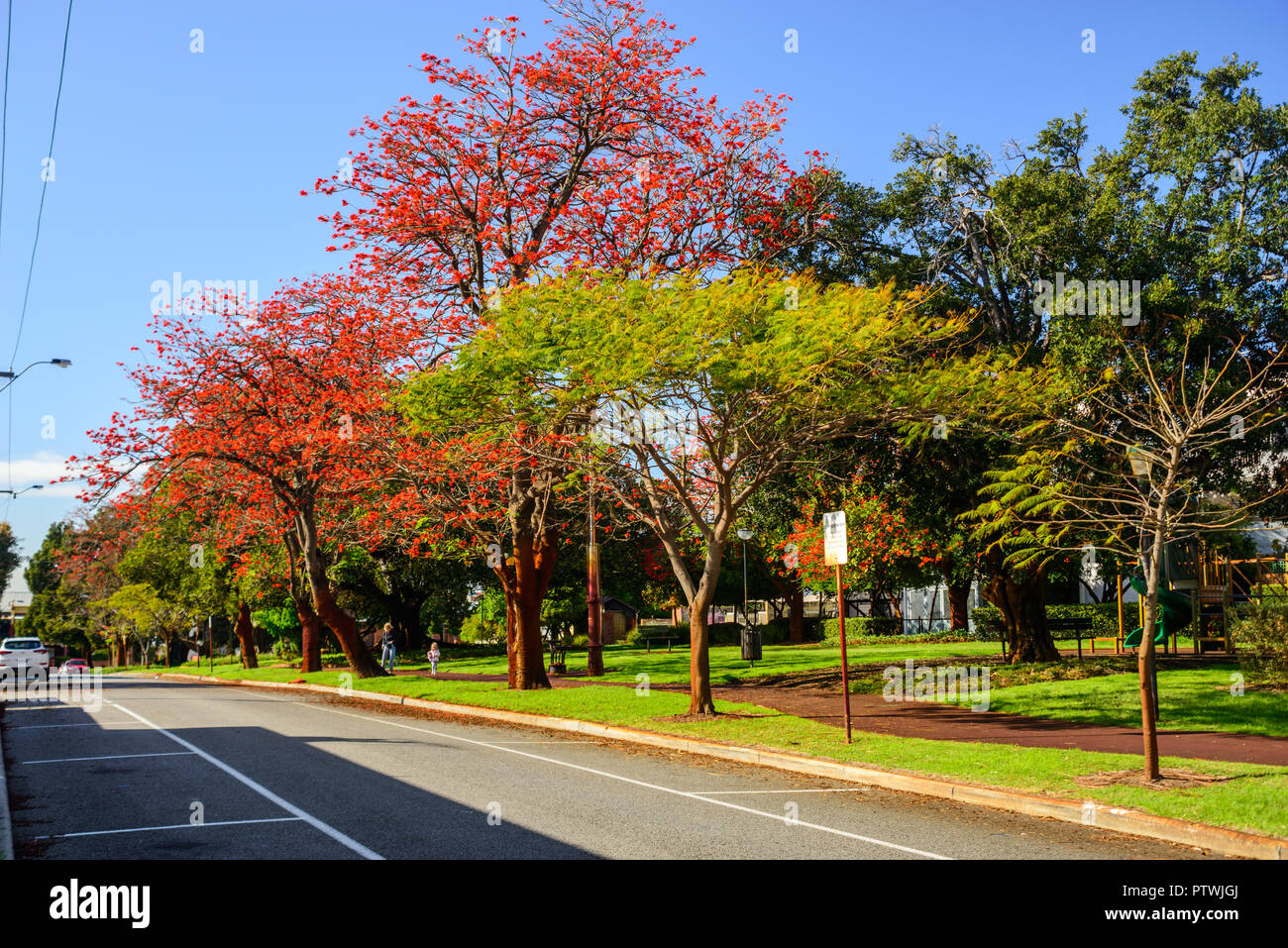 Buildings and trees in palmerston street, Perth, Western Australia ...