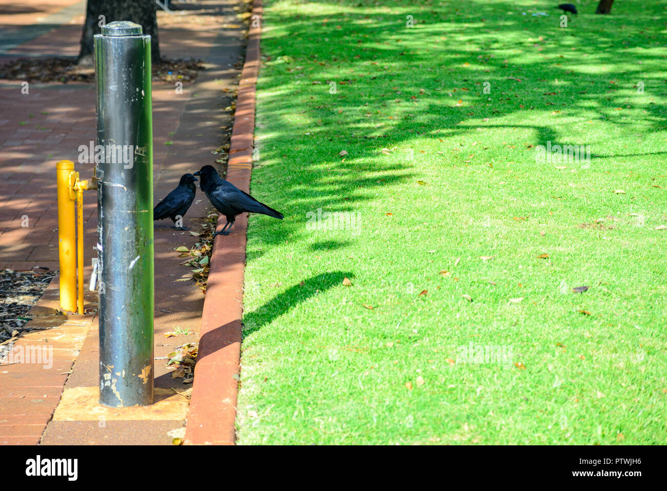 Two New Caledonian crow, Corvus moneduloides in a park in Perth ...
