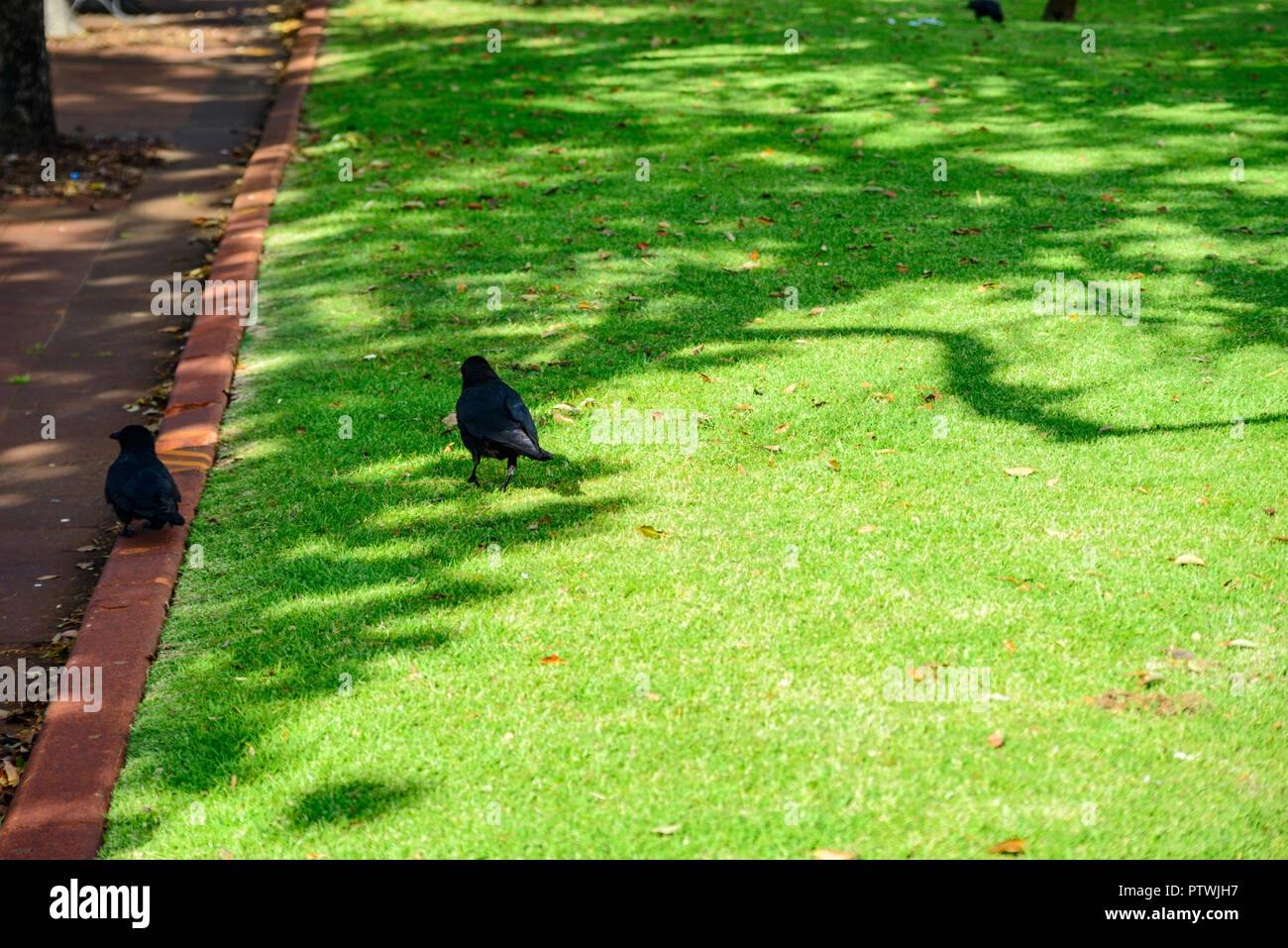 Two New Caledonian crow, Corvus moneduloides in a park in Perth ...