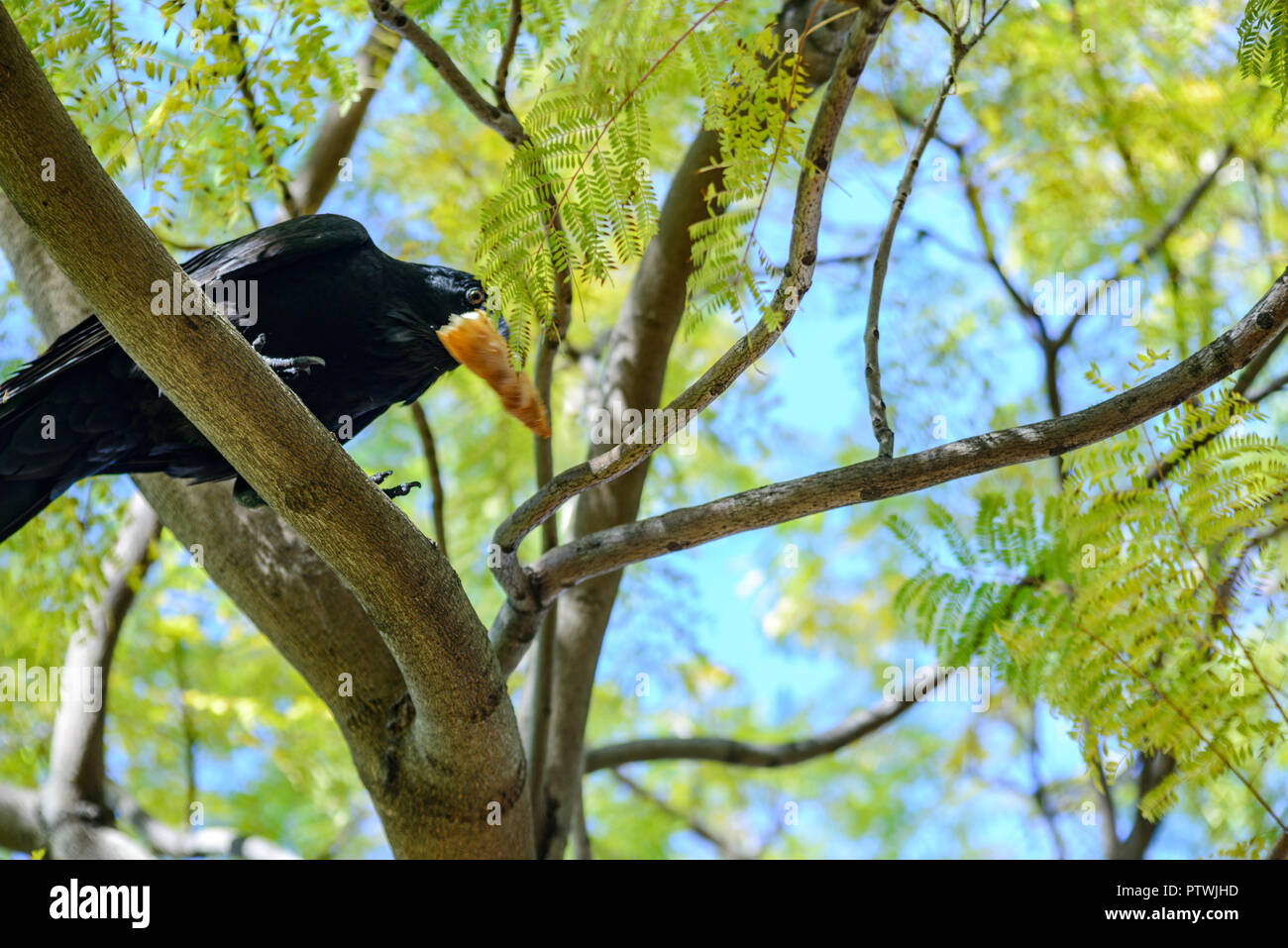 New Caledonian crow, Corvus moneduloides. Sittin in a tree eating. in a ...