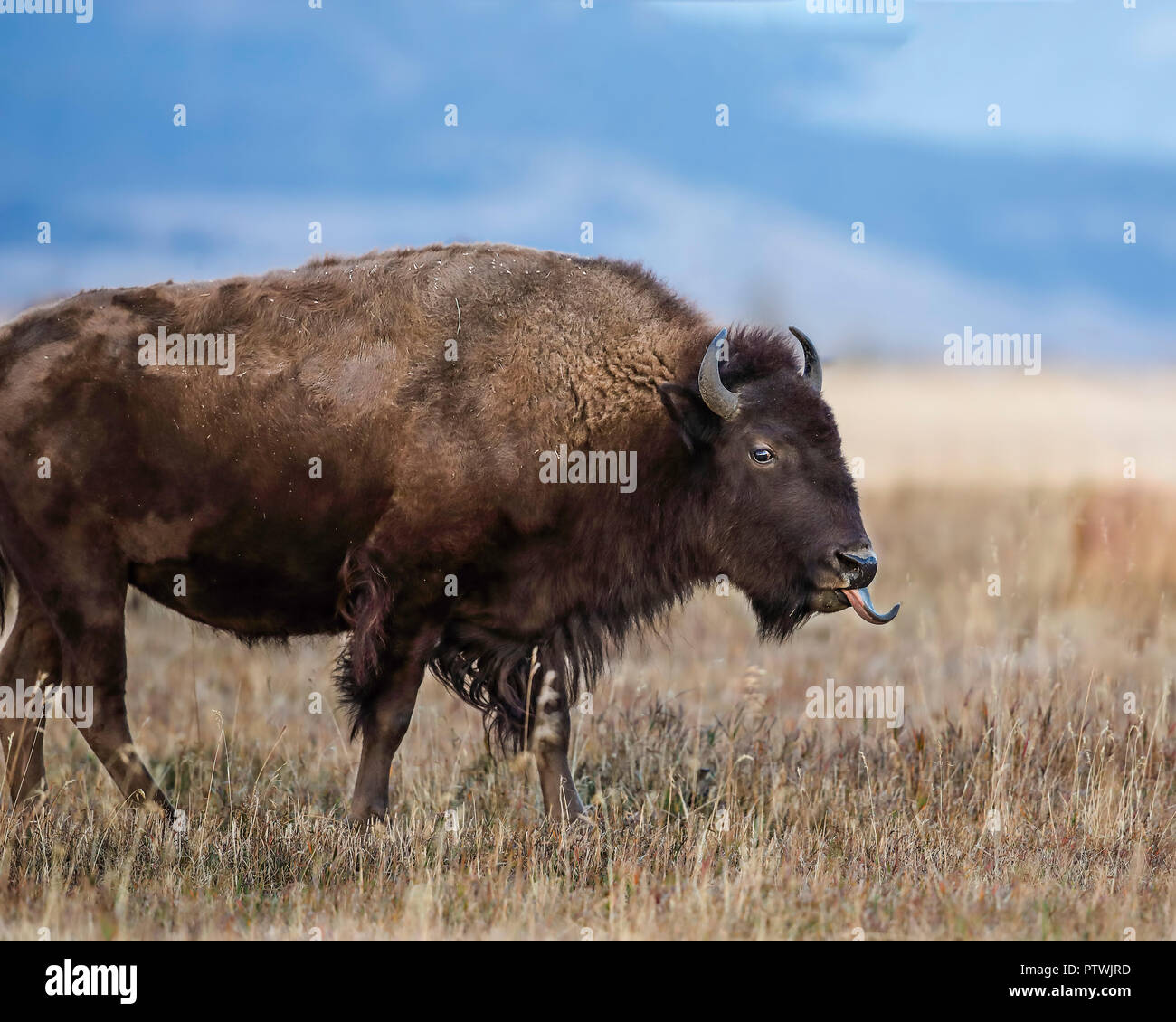 Common bison hi-res stock photography and images - Alamy