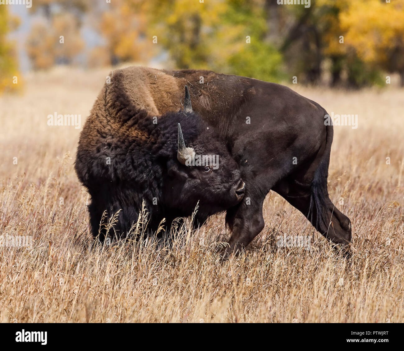Bison bellows hi-res stock photography and images - Alamy