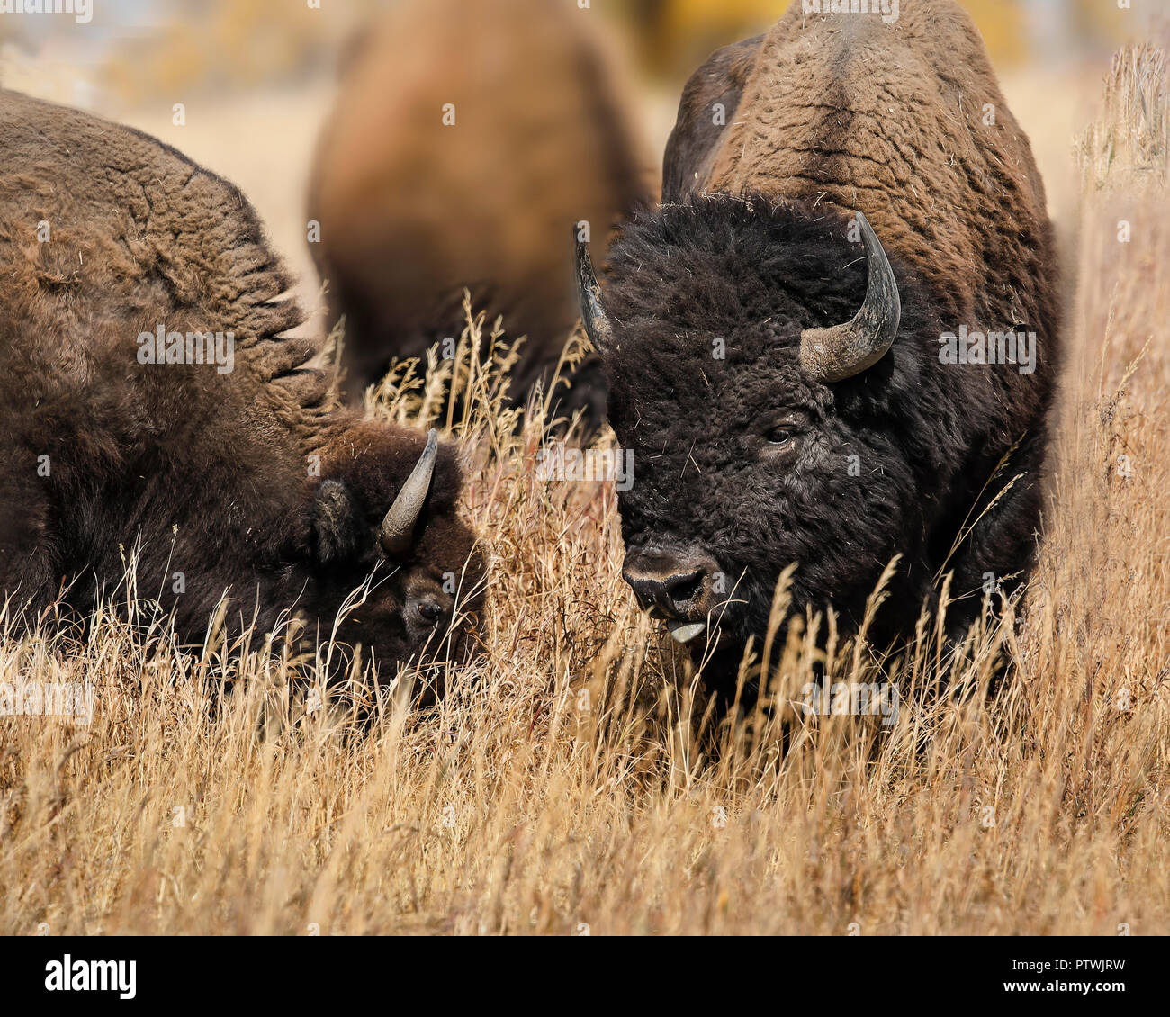 Bison bellows hi-res stock photography and images - Alamy