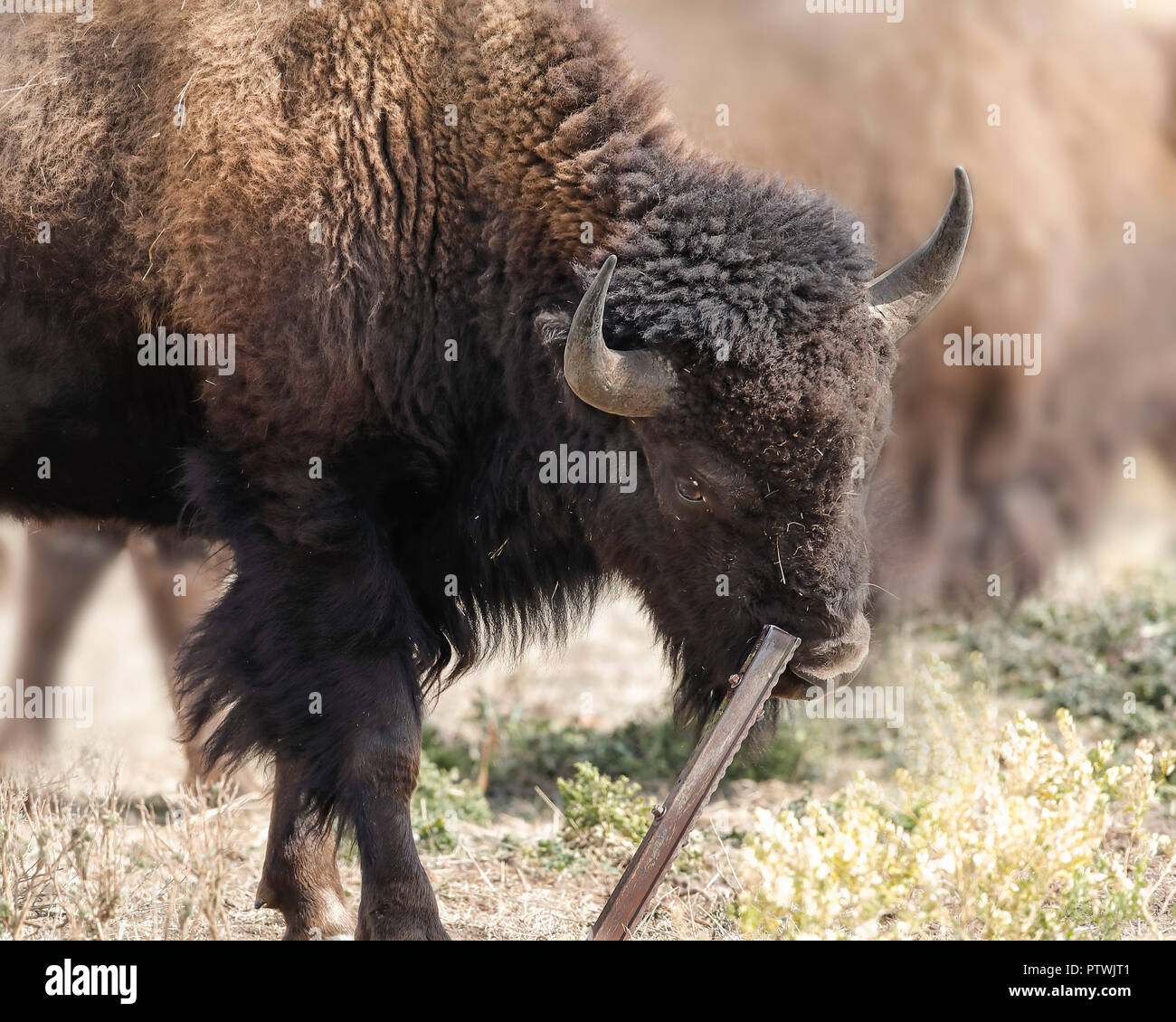 Bison bellows hi-res stock photography and images - Alamy