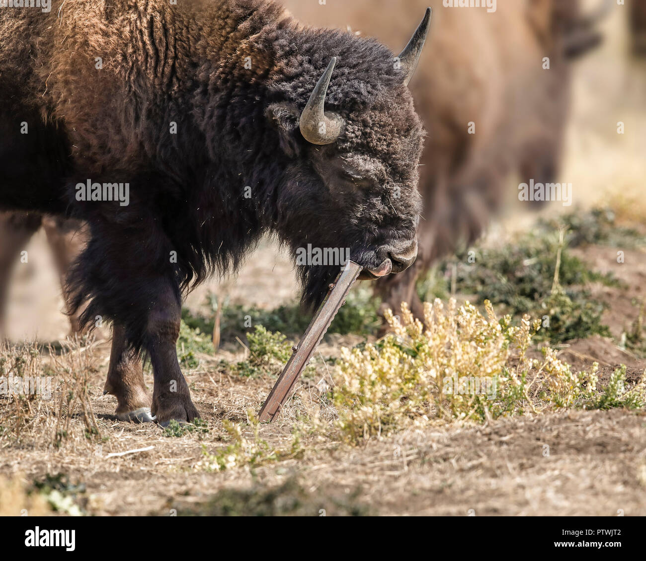 Bison bellows hi-res stock photography and images - Alamy