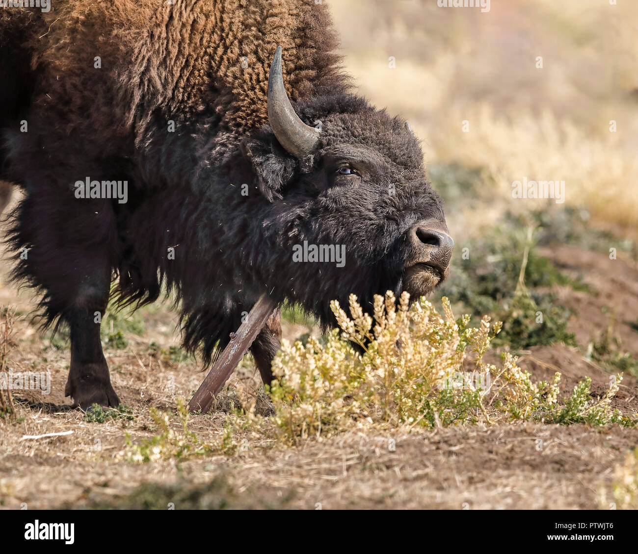 Bison bellows hi-res stock photography and images - Alamy