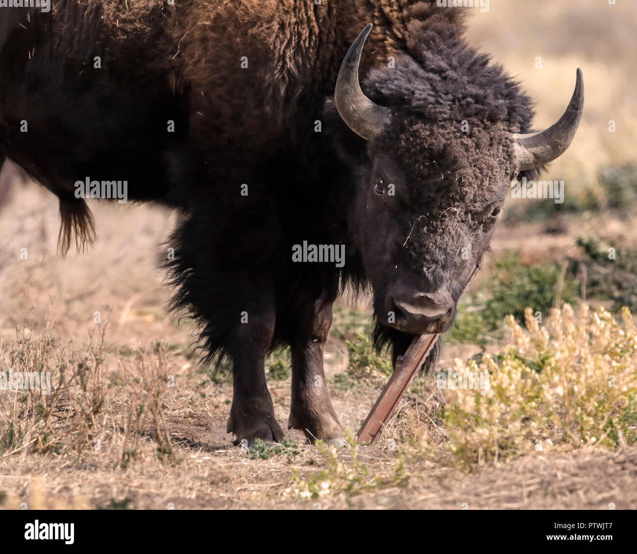 Long legs leggy hi-res stock photography and images - Alamy