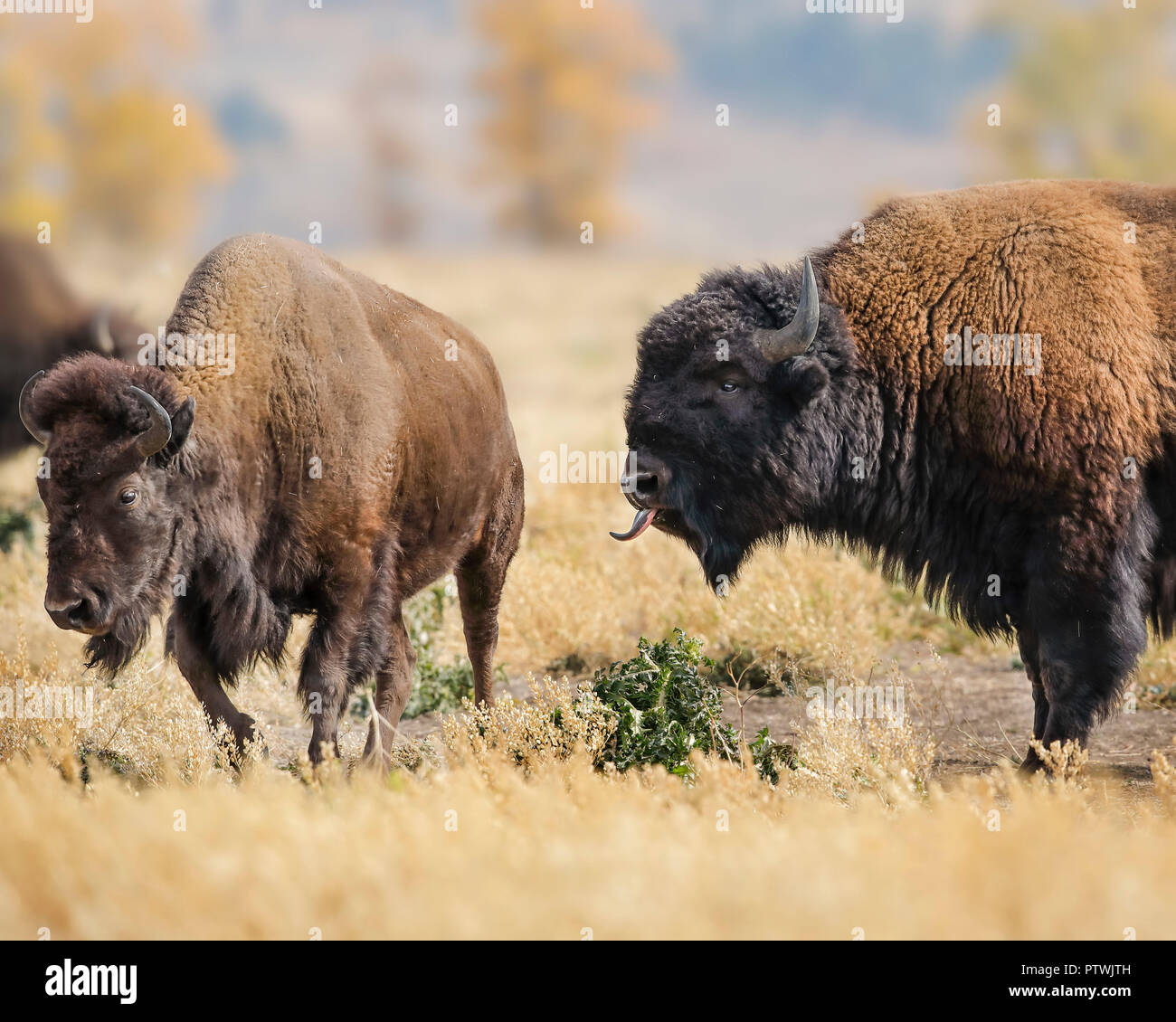 Leggy plants hi-res stock photography and images - Alamy