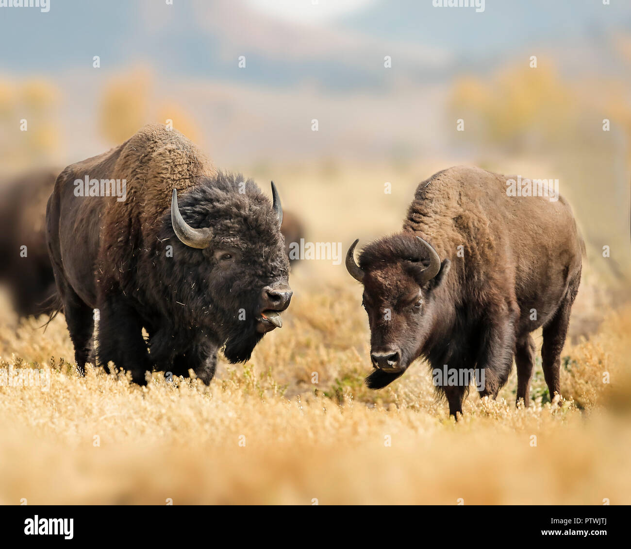 Bison bellows hi-res stock photography and images - Alamy