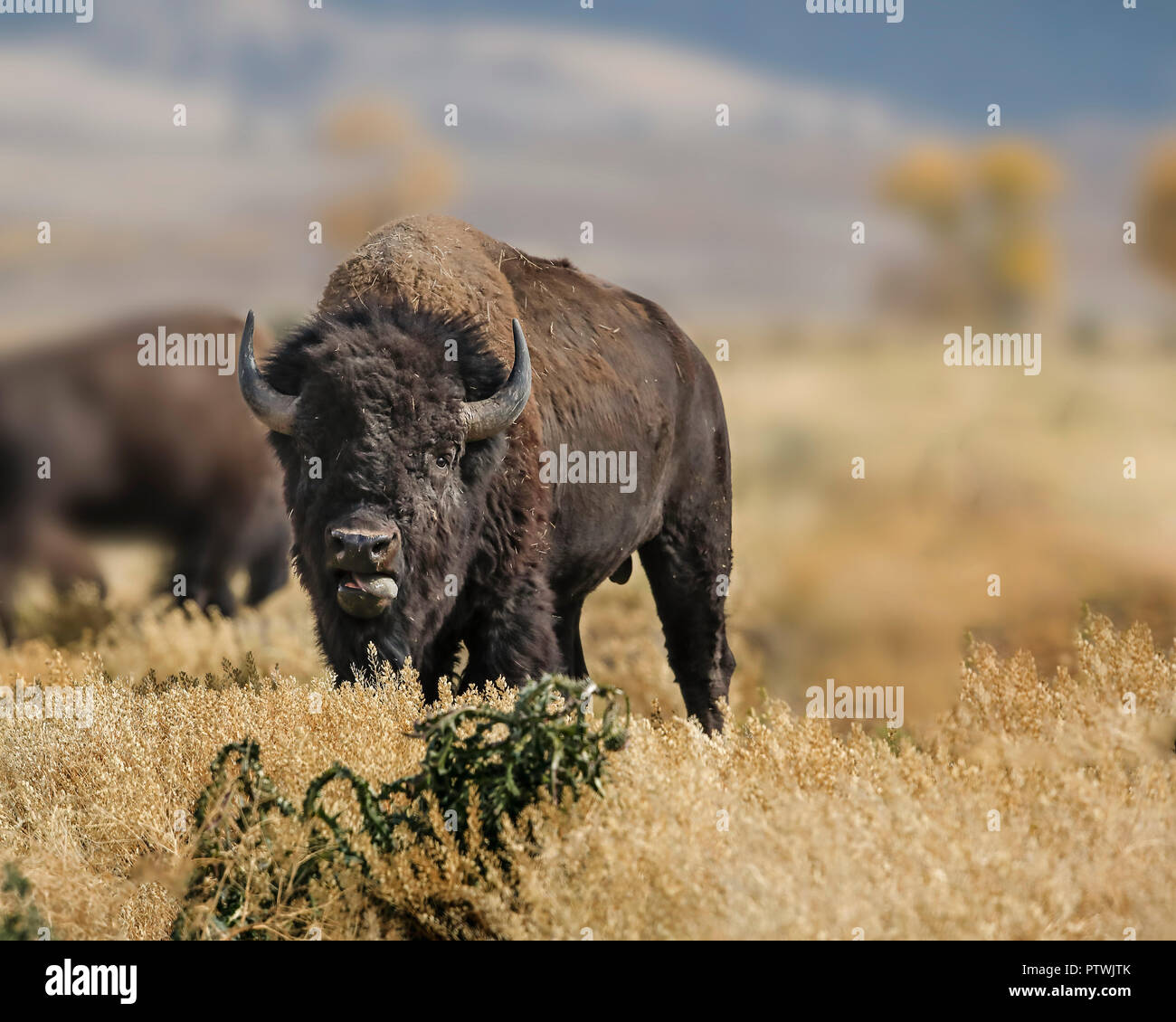 Bison bellows hi-res stock photography and images - Alamy
