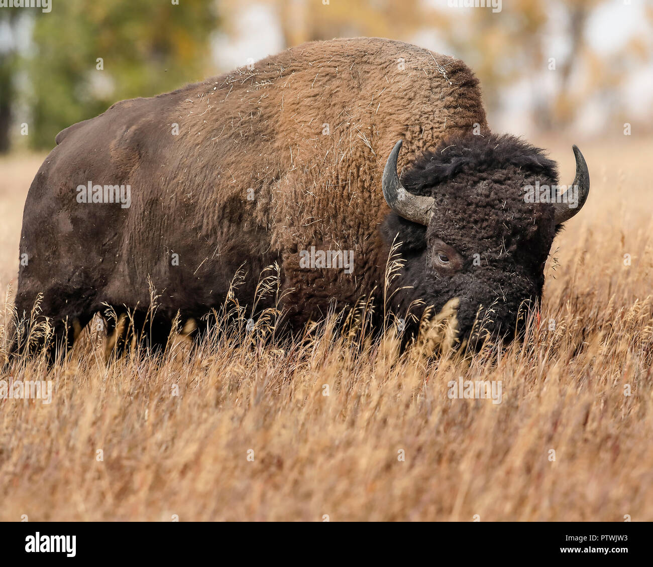 Bison bellows hi-res stock photography and images - Alamy
