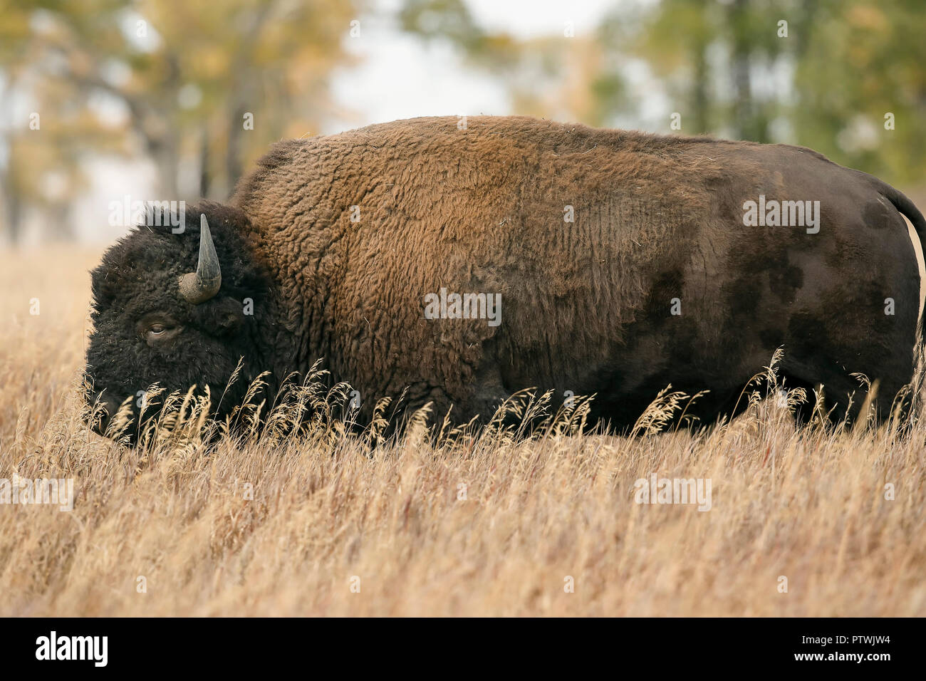 Common bison hi-res stock photography and images - Alamy