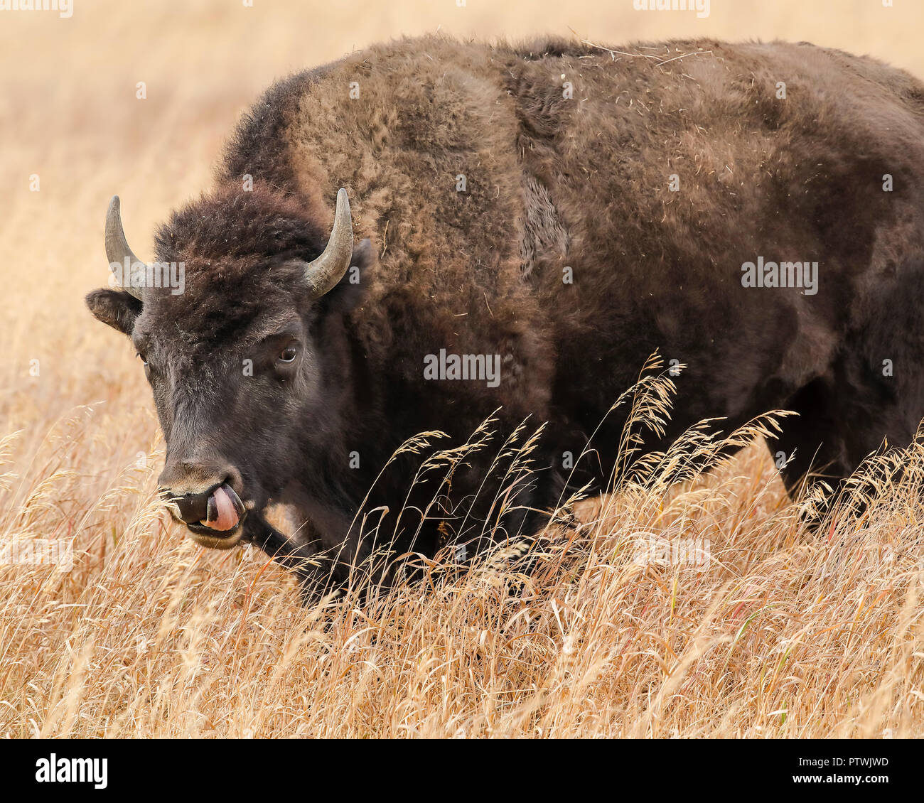 Bison bellows hi-res stock photography and images - Alamy