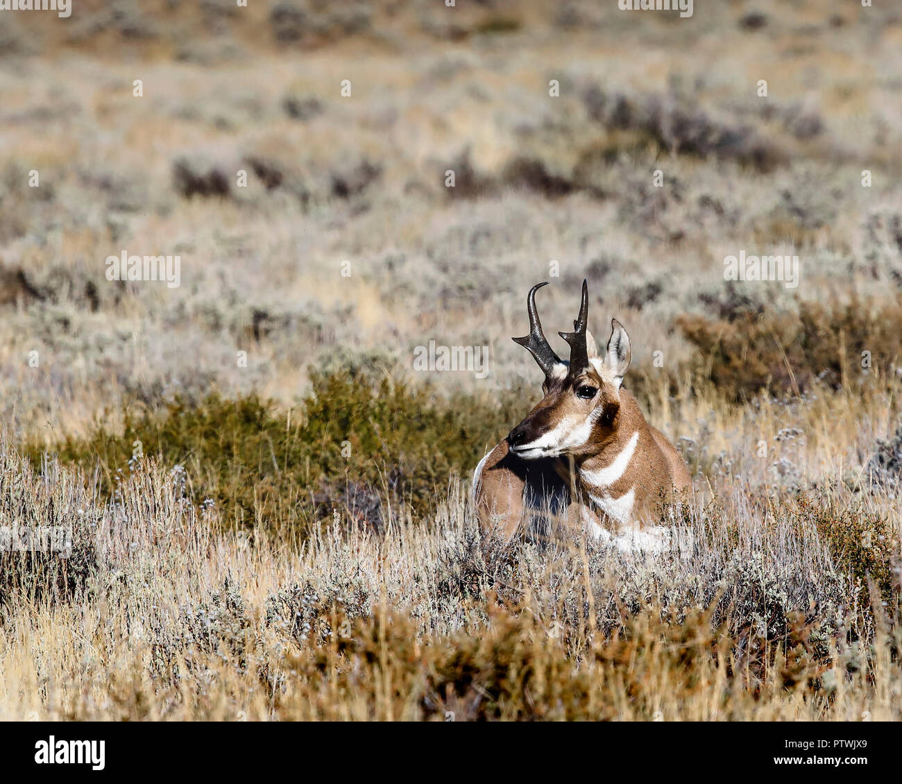 Pronghorn style hi-res stock photography and images - Alamy
