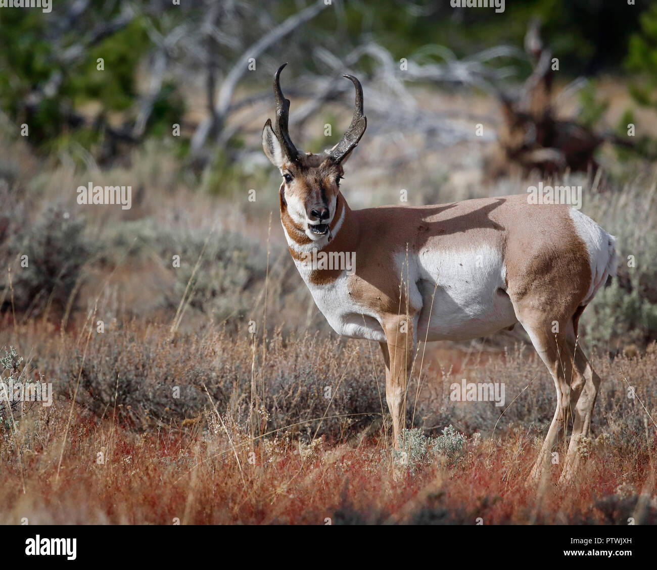 Pronghorn style hi-res stock photography and images - Alamy