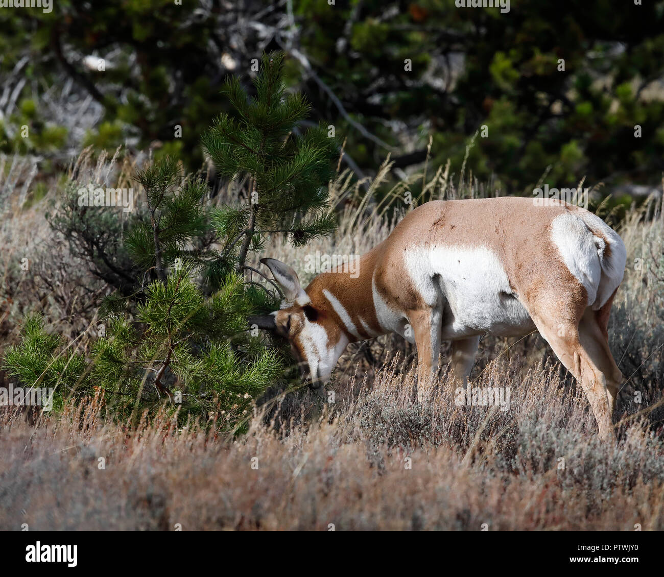 Pronghorn style hi-res stock photography and images - Alamy