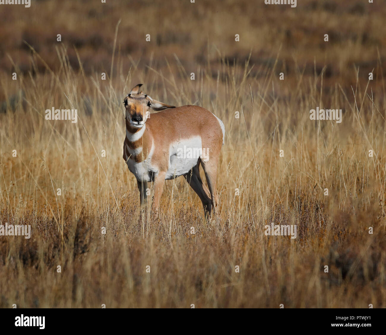 Pronghorn style hi-res stock photography and images - Alamy