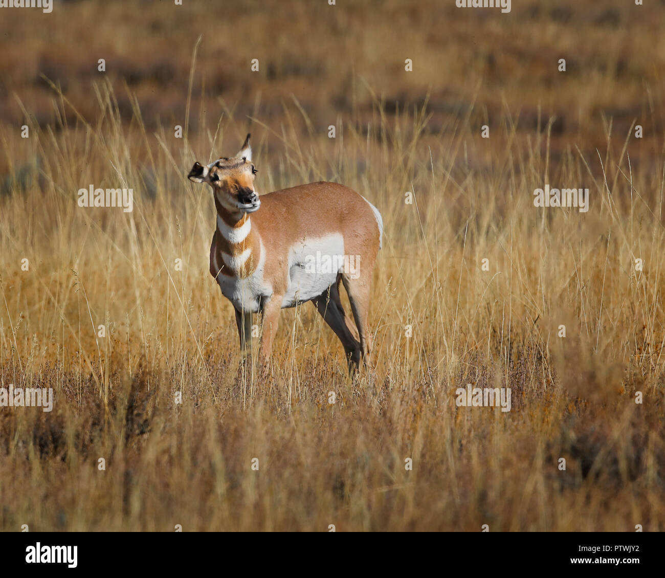 Pronghorn style hi-res stock photography and images - Alamy