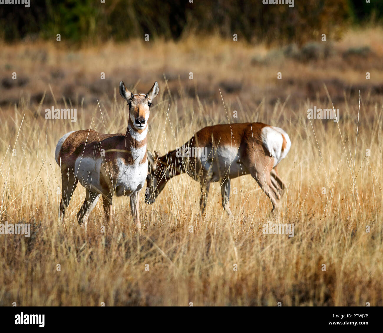 Pronghorn style hi-res stock photography and images - Alamy