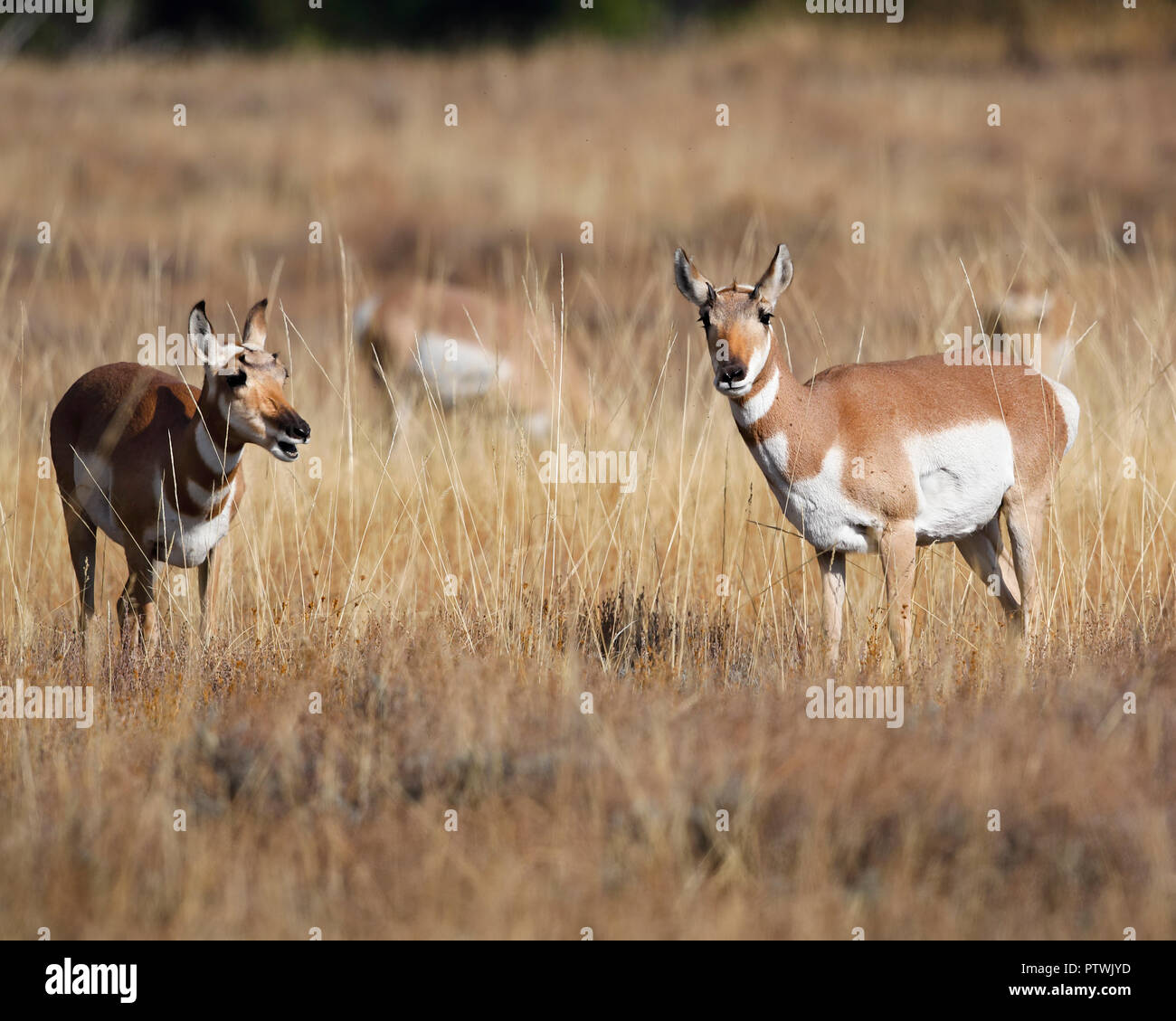 Pronghorn style hi-res stock photography and images - Alamy
