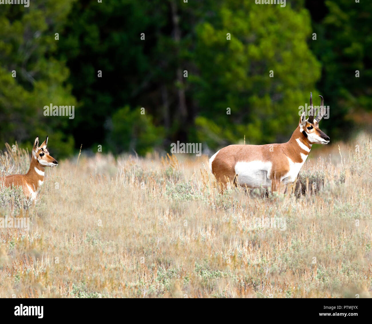 Pronghorn style hi-res stock photography and images - Alamy