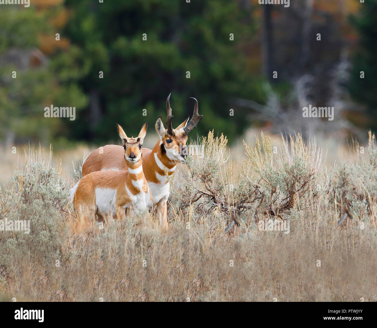 Pronghorn style hi-res stock photography and images - Alamy