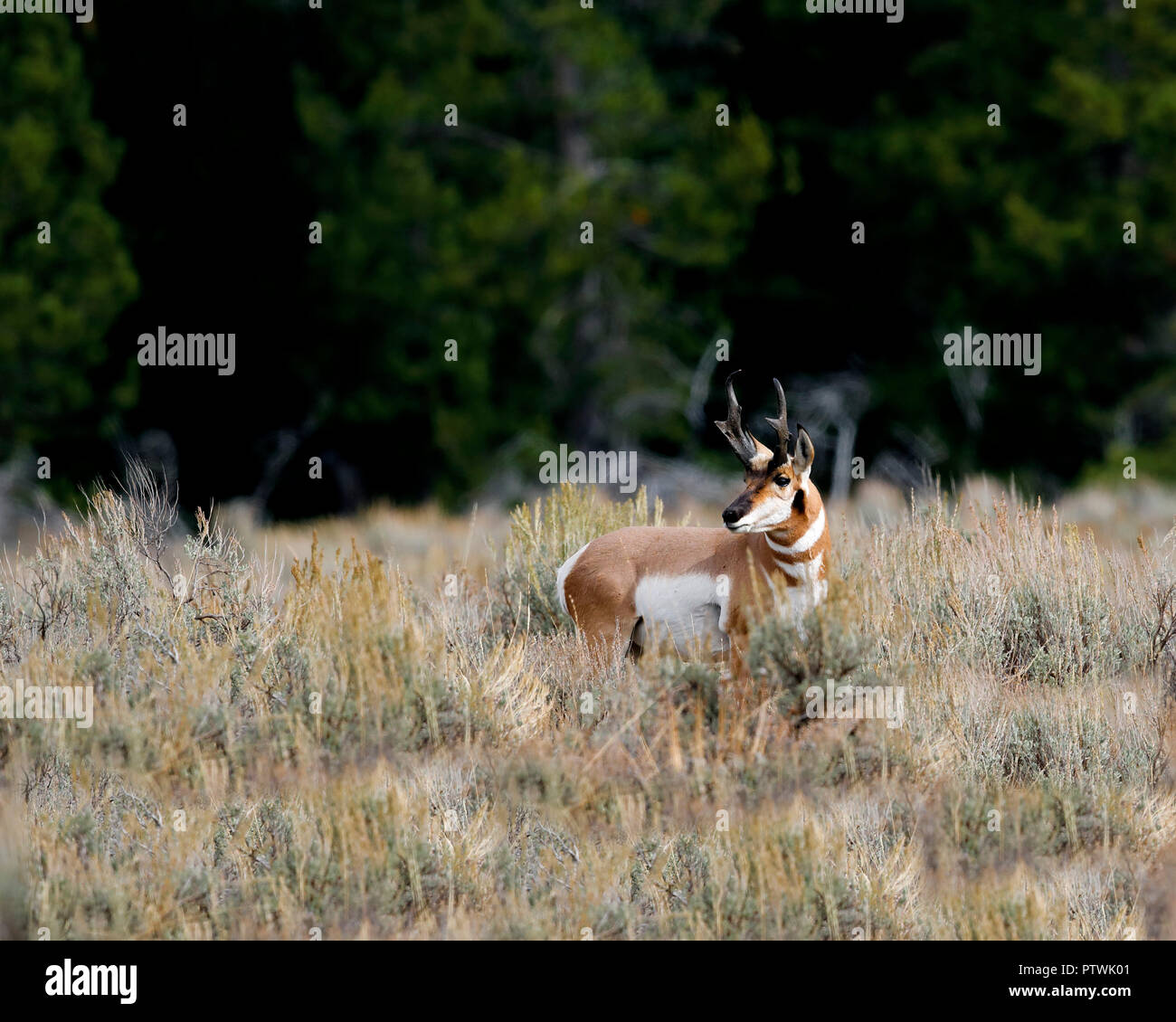 Pronghorn style hi-res stock photography and images - Alamy