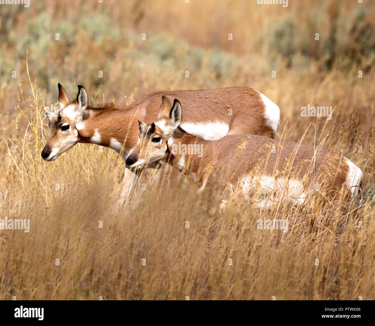 Pronghorn style hi-res stock photography and images - Alamy