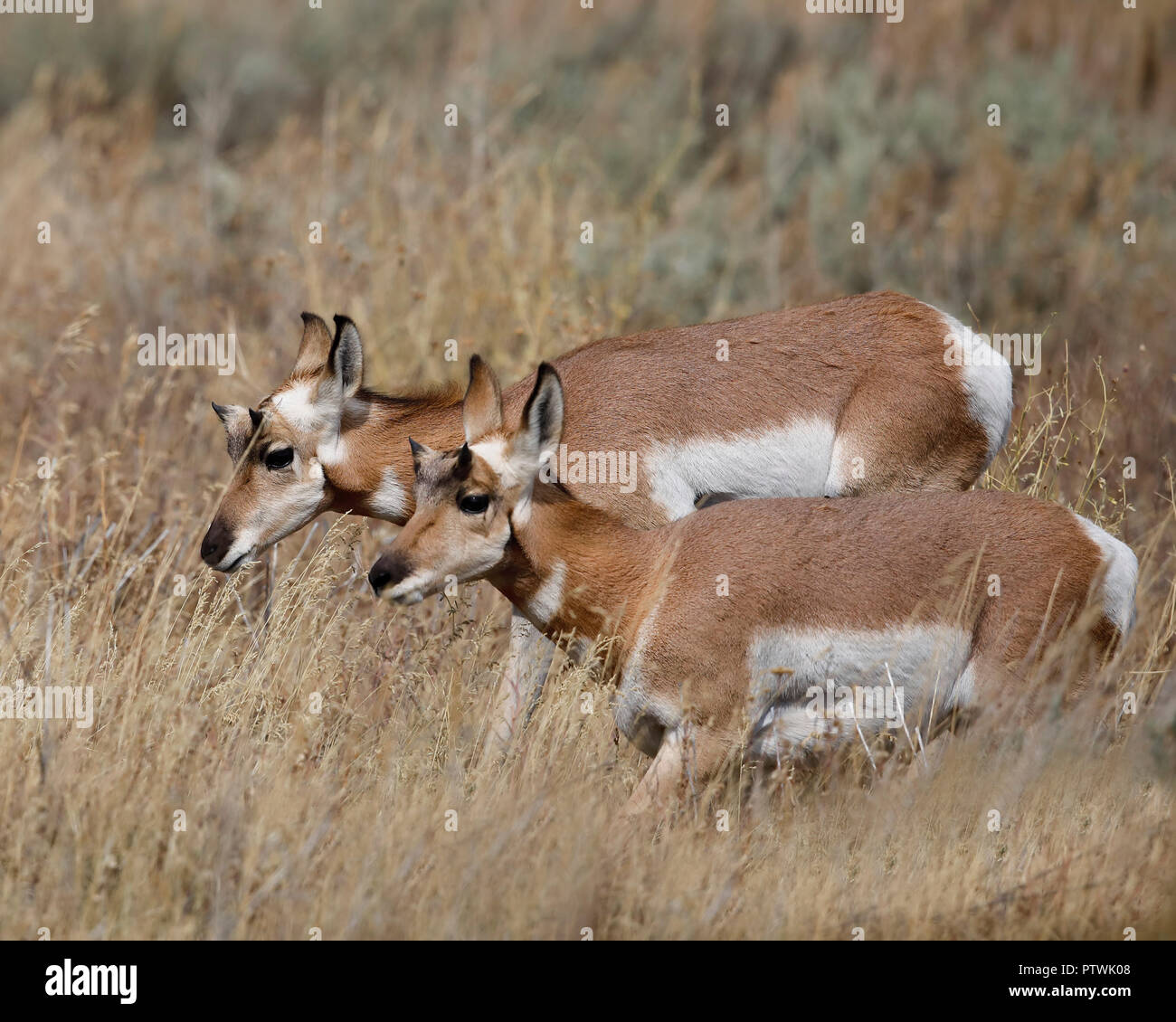 Pronghorn style hi-res stock photography and images - Alamy